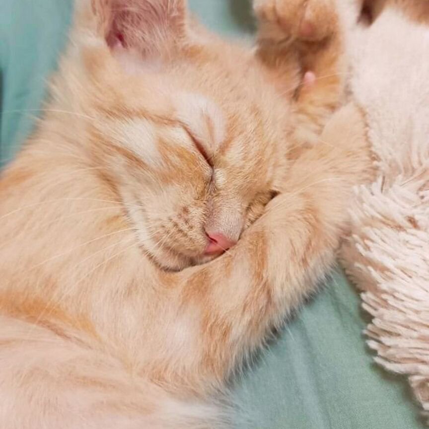 Котенок в добрые руки