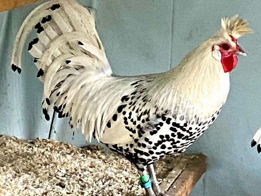 Куры Аппенцеллер Шпицхаубен инкубационное яйцо