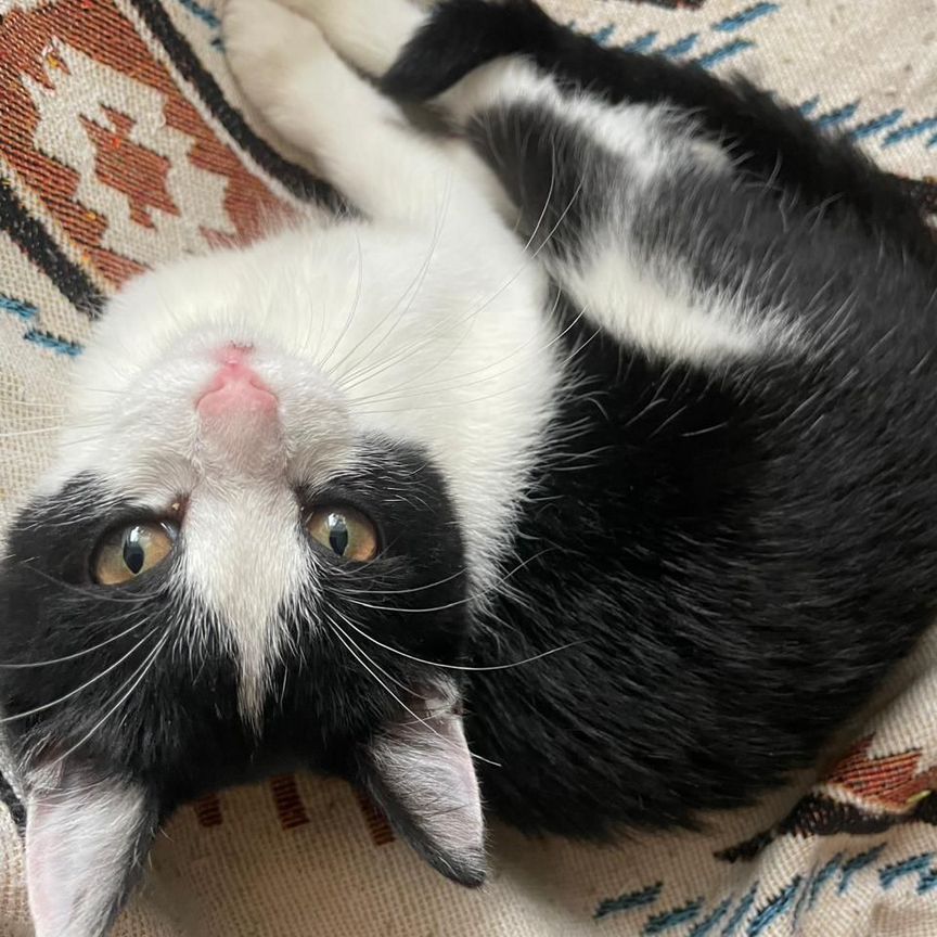 Ласковый котенок котопес девочка в дар 3 мес