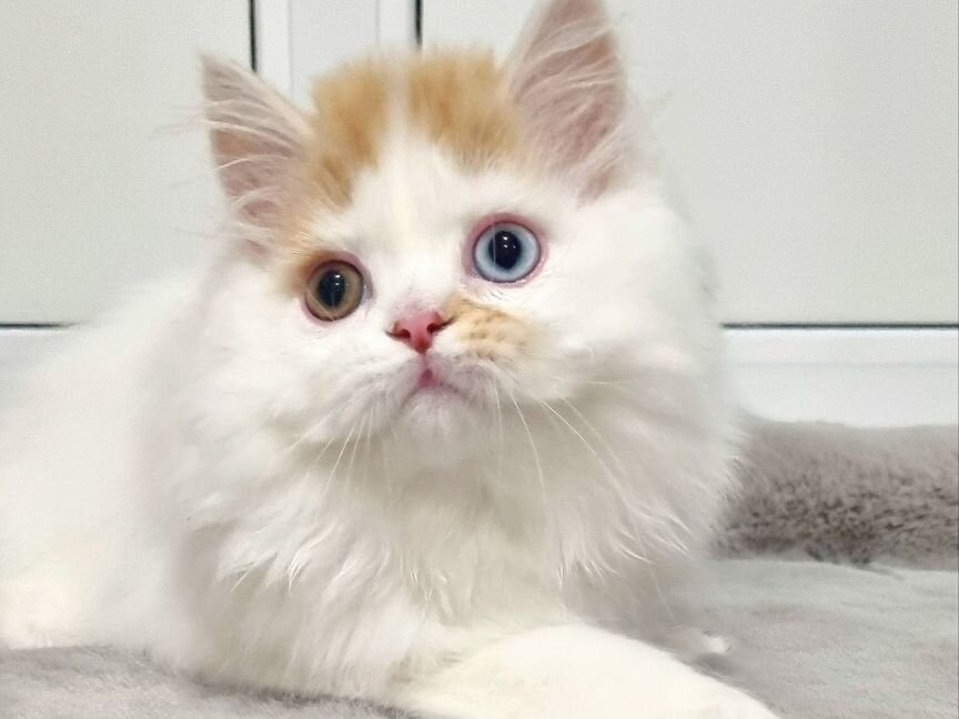 Шотландские вислоухие котята