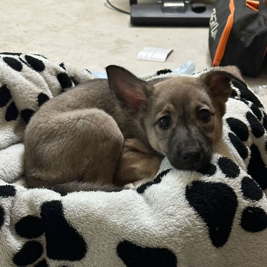 Отдам щеночка в хорошие руки