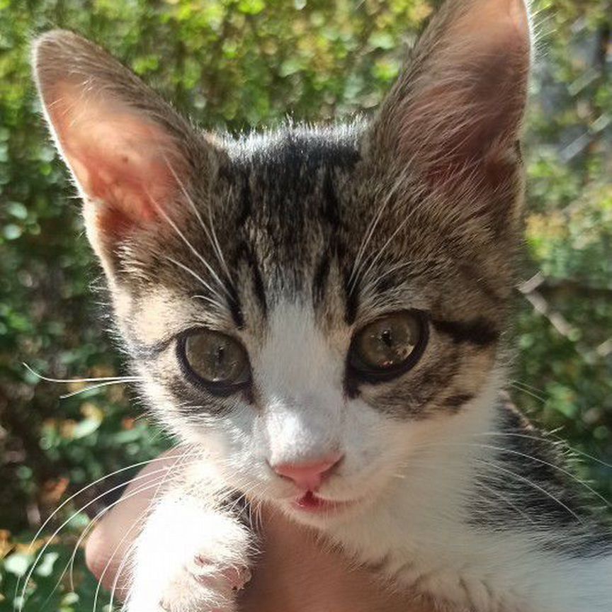 Котенок в добрые руки