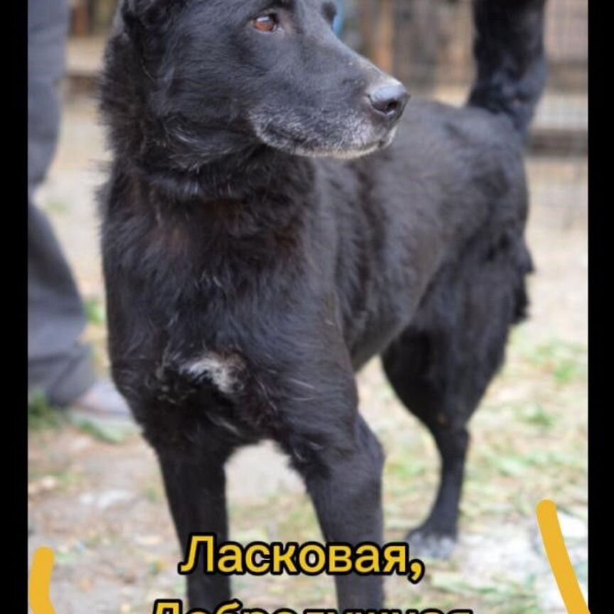 Трехлапая девочка 3 лет ищет семью