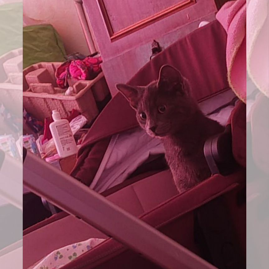 Котик кастрированный