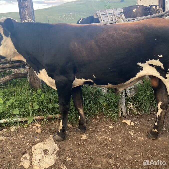 Бык 2 года