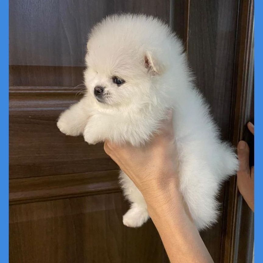 Белый померанский шпиц