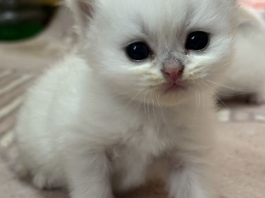 Британские котята