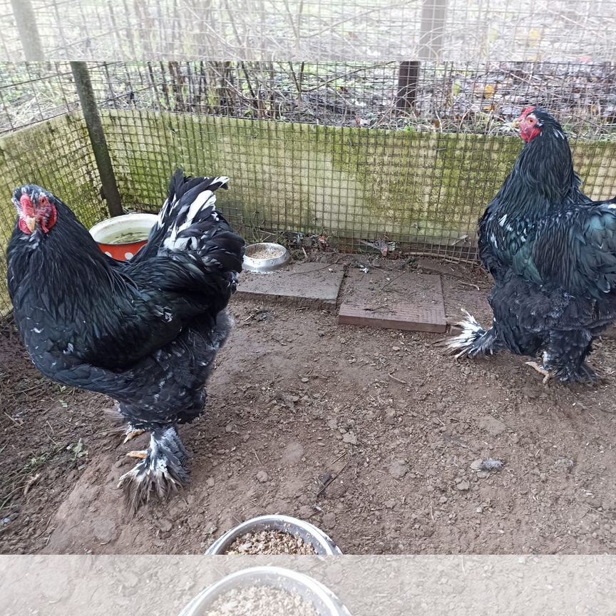 Обменяю 7 месячного петуха породы Брама черный мра