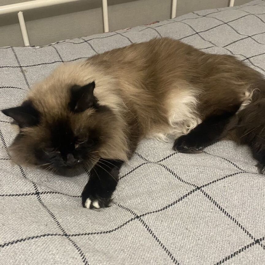 Кошка бесплатно