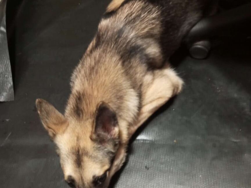 Молодая собака(сука)