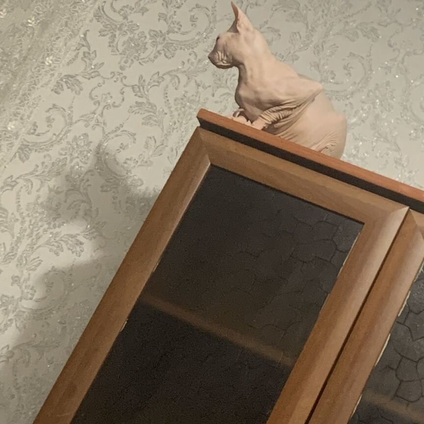 Канадский сфинкс котёнок