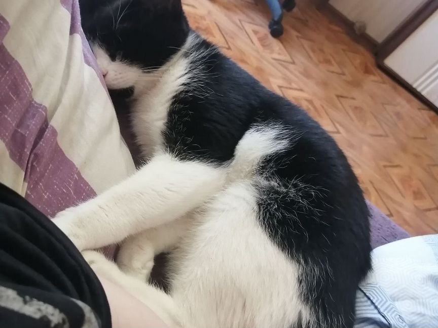 Отдам в любящие руки