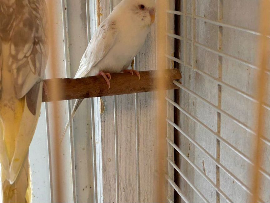 Волнистый попугай и Корелла