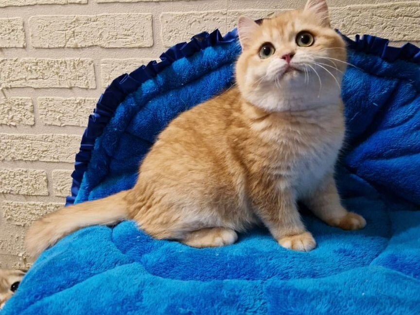 Шикарный кот ny12