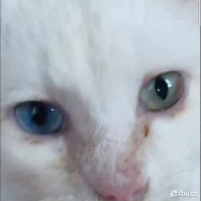 Кошка разноглазая