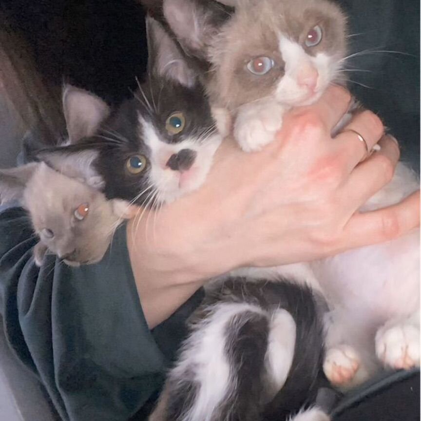 Котята отдам