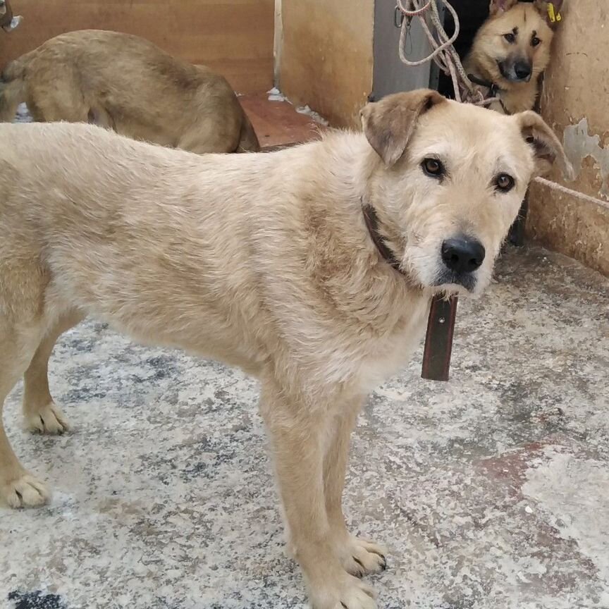 Отдам умного пса на охрану