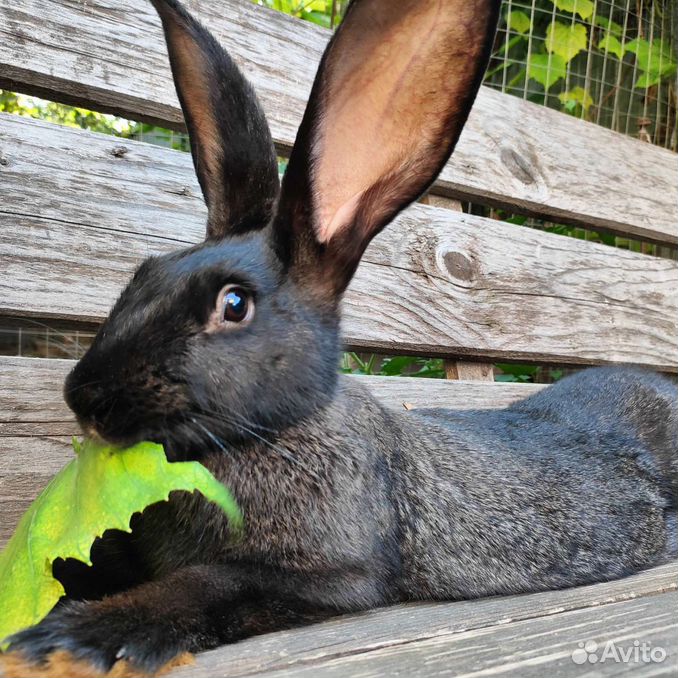 Красавчик Крол