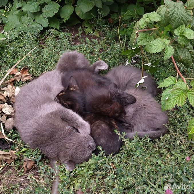 Котята, возраст 2 месяца, от кошки крысоловки