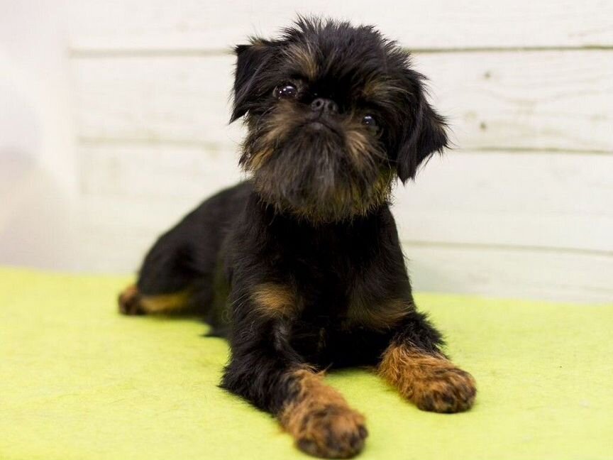 Бельгийский гриффончик