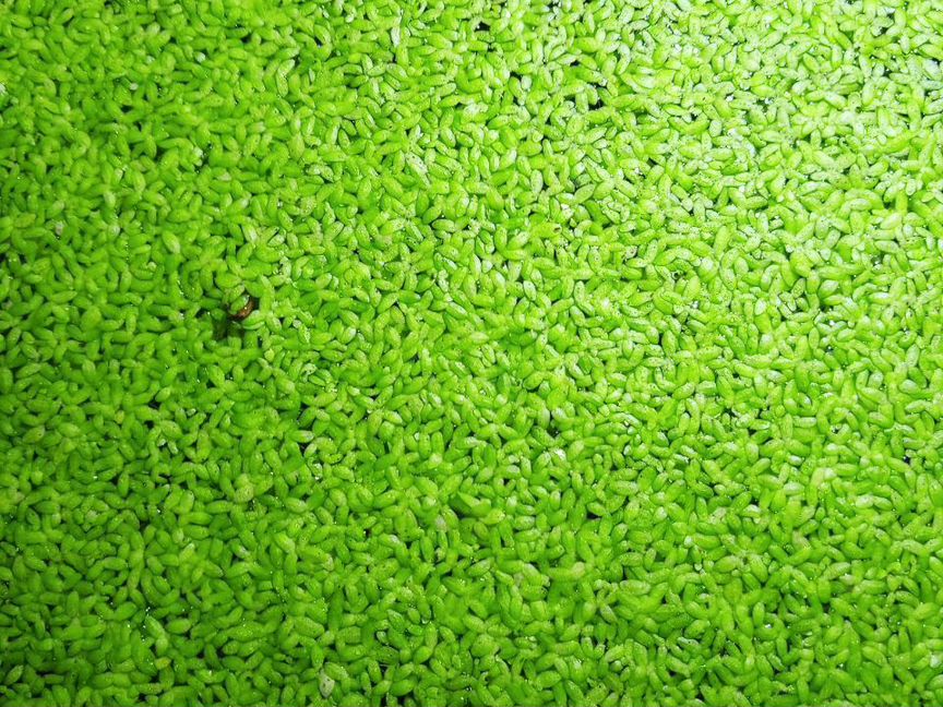 Прополка ряска