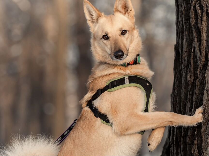 Собака Дина из приюта ищет дом