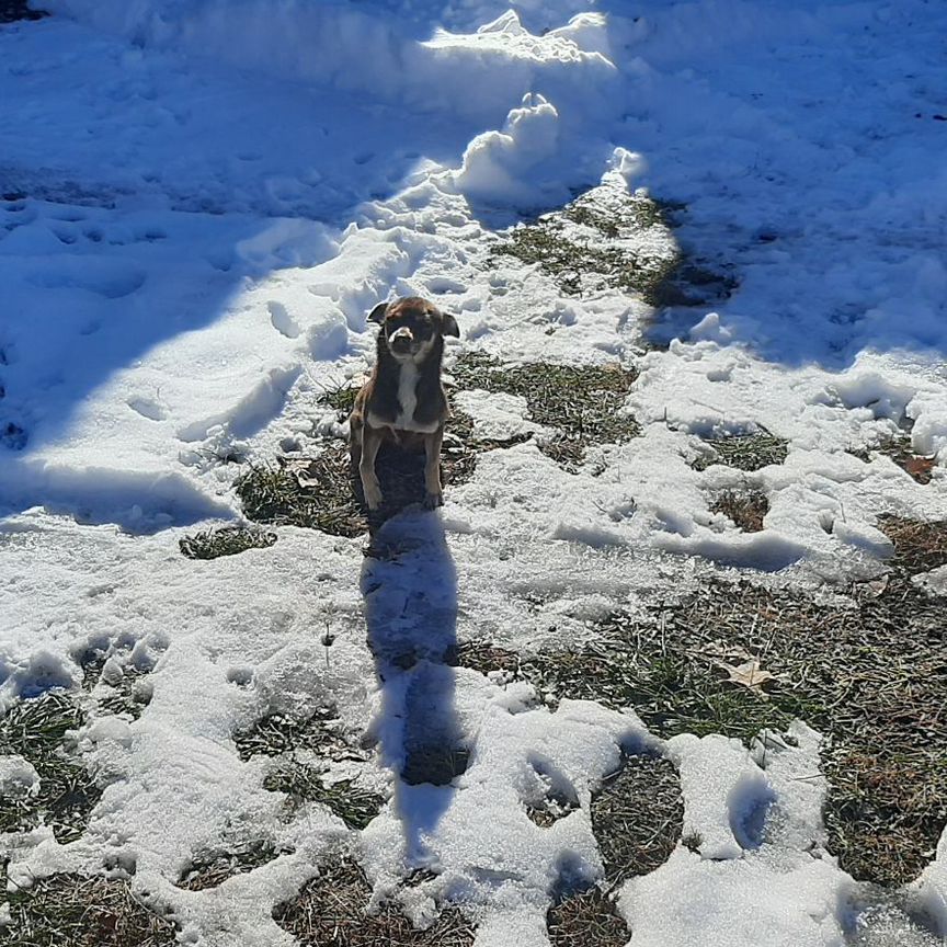 Отдам в добрые руки