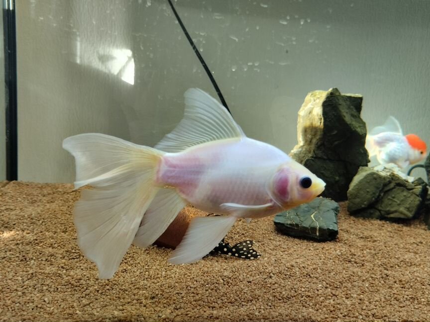 Рыбка золотая