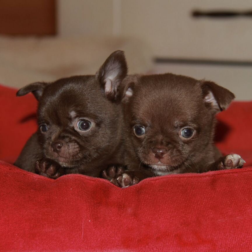 Чихухуа шоколадные детки