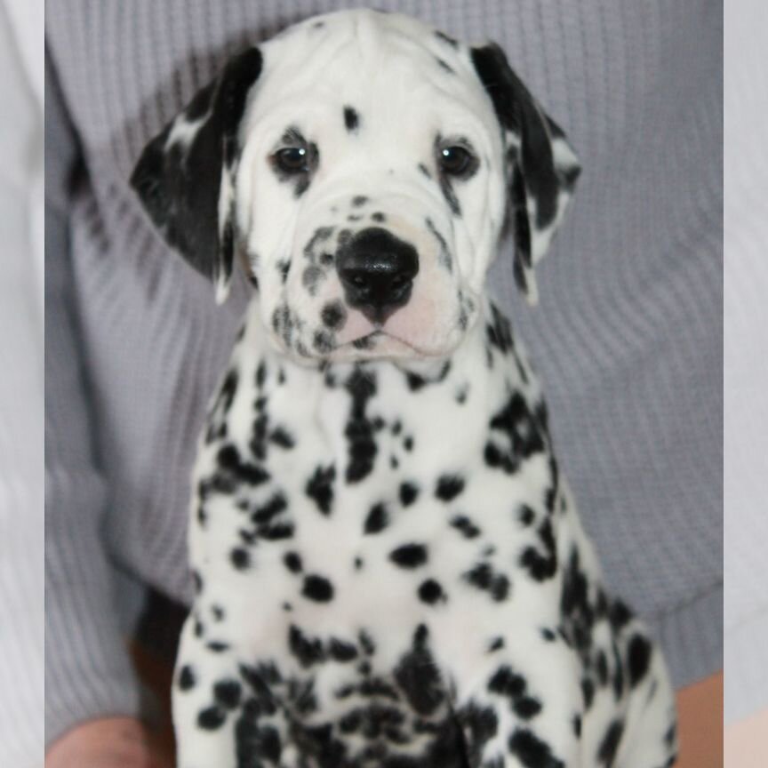 Пятнистые мальчики