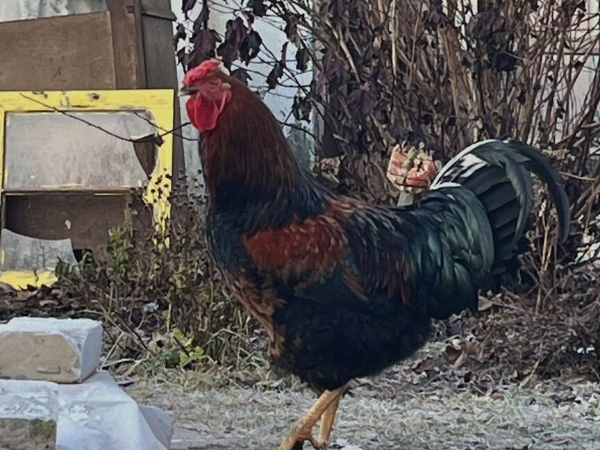 Петух орловской породы