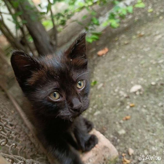 Котëнок в добрые руки