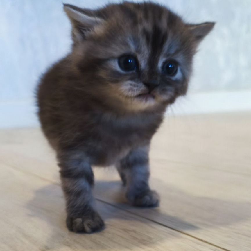 Британские котята