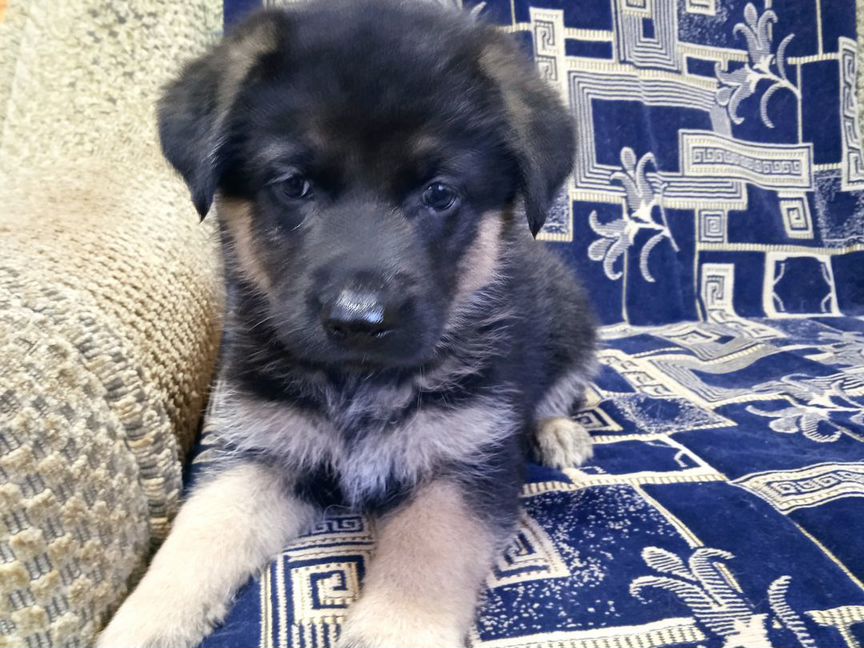 Щенки немецкой овчарки