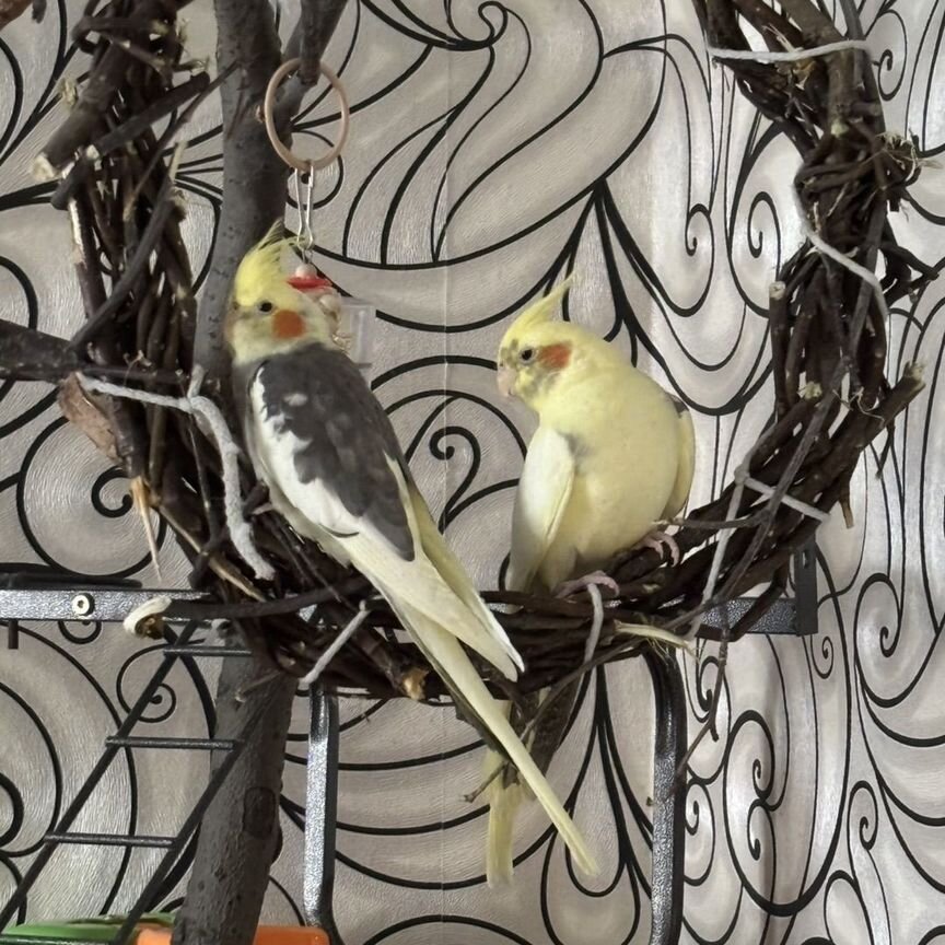 Попугаи корелла с большой клеткой