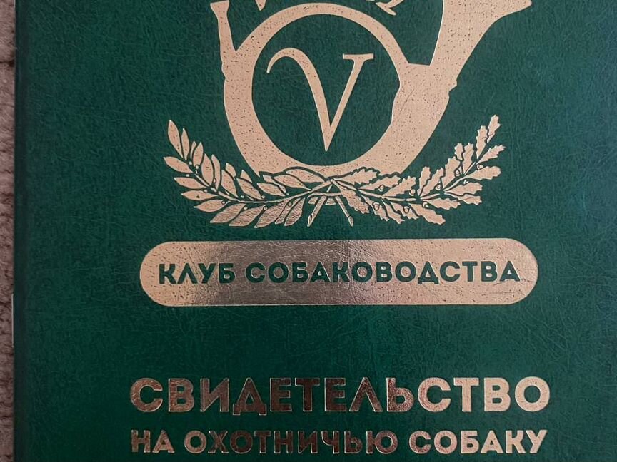 Продам охотничью собаку