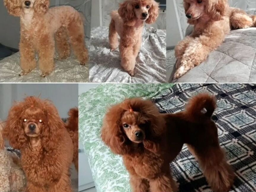 Щенки той пуделя