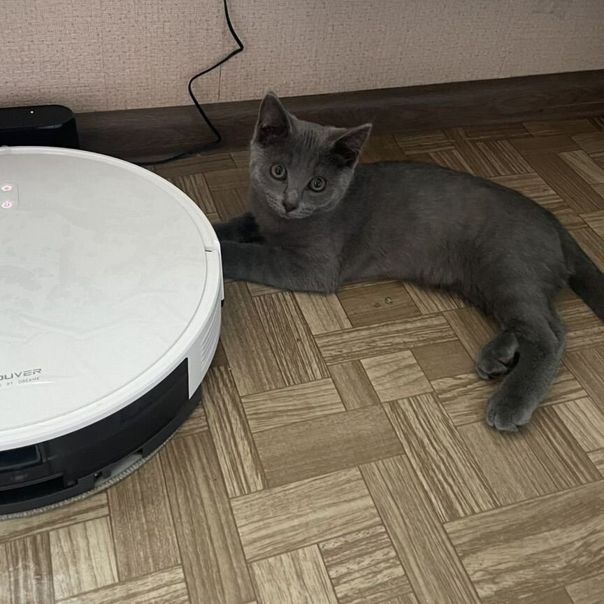 Кошечка в добрые руки