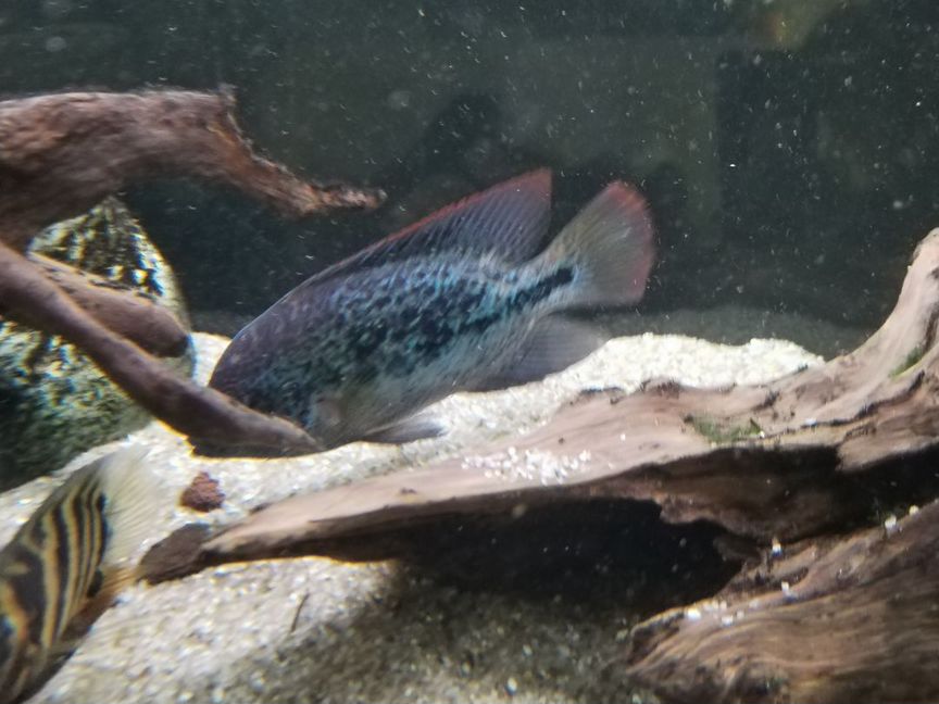 Цихлида Вьеха гуттулатум