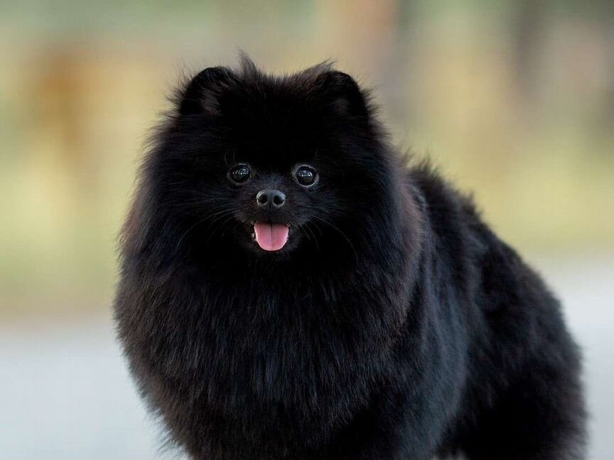 Вязка померанский шпиц РКФ рекомендован развязан