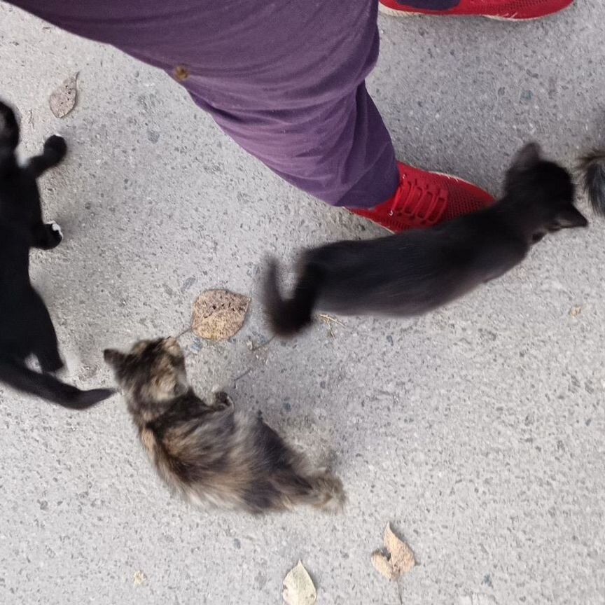 Котята