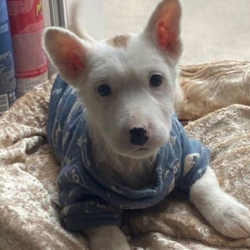 Щенок в добрые руки