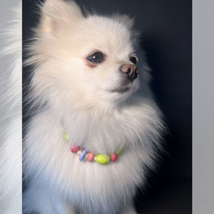 Померанский шпиц, взрослая собака