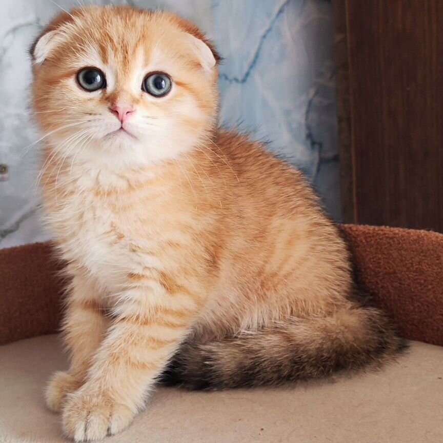 Шотландский вислоухий котенок