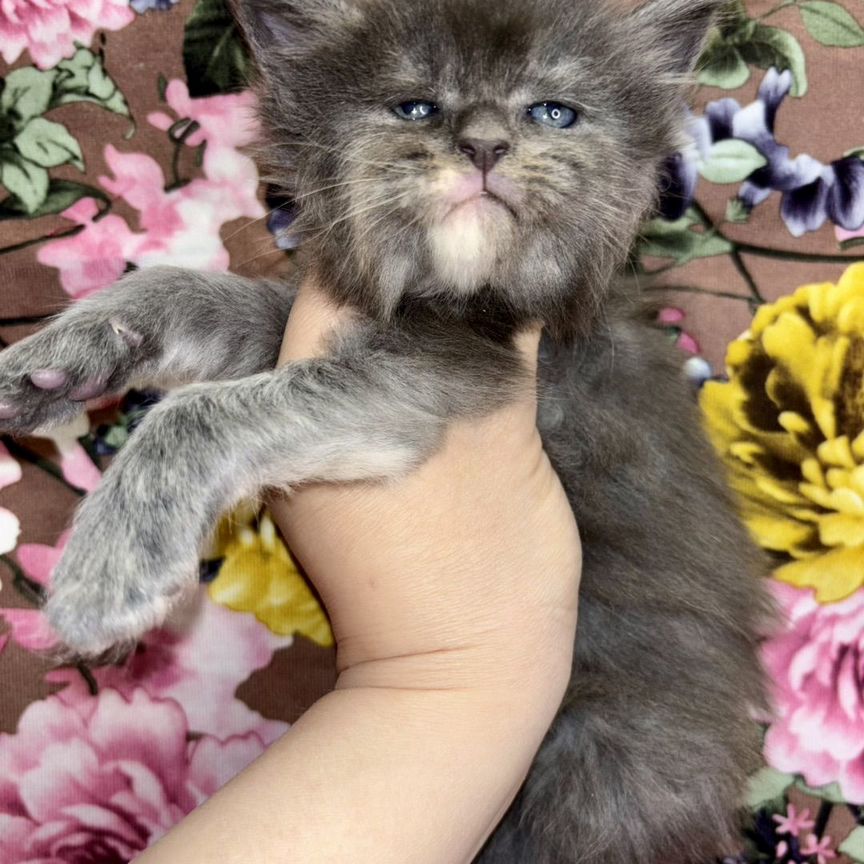 Шикарный котенок мейн-кун, питомник