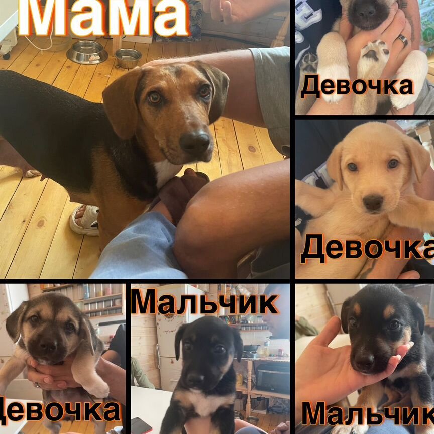Кутята щенки