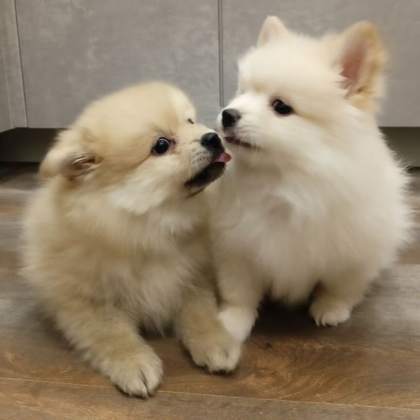 Немецкий шпиц, щенок