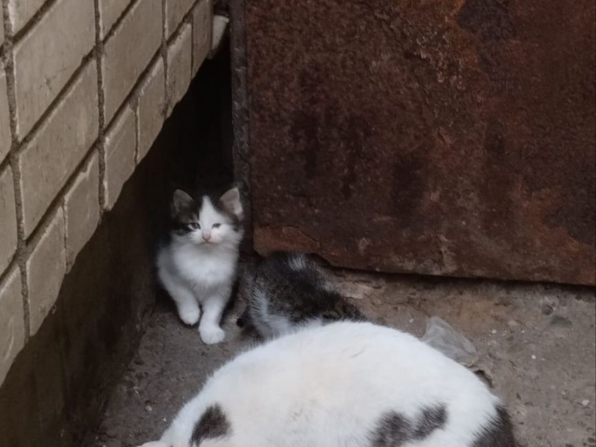 Котята с кошкой матерью выживают в подвале