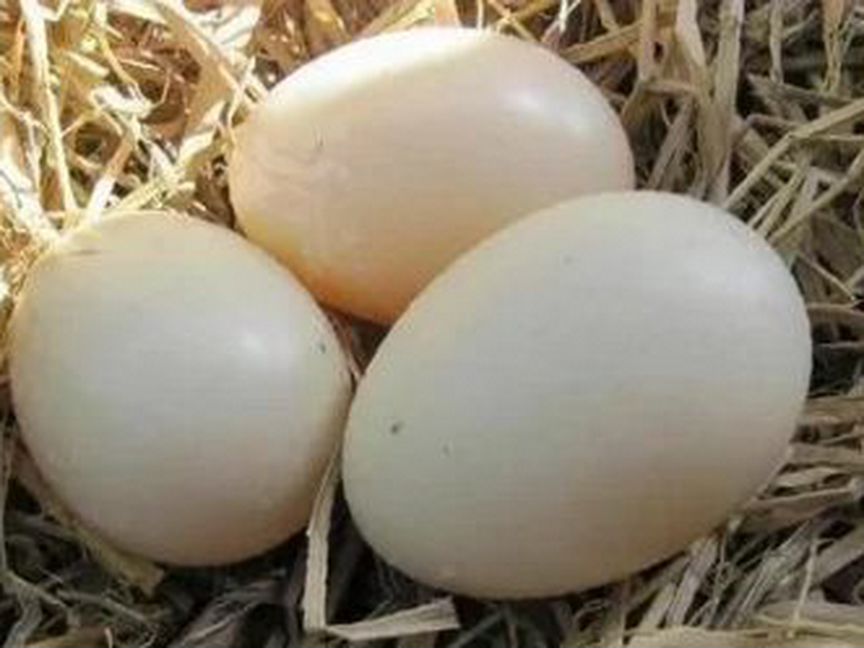 Инкубационное яйцо индоутки, селезни, утки