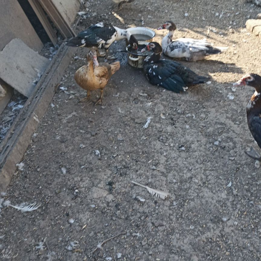 Индоутки и индюки